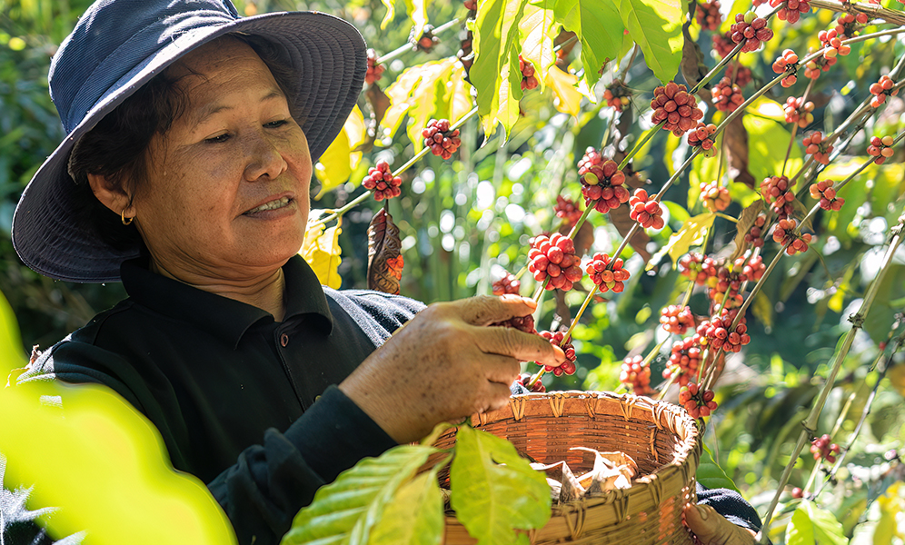 Kopiko - Red Pick Method Coffee Harvesting: The Key to High-Quality Coffee